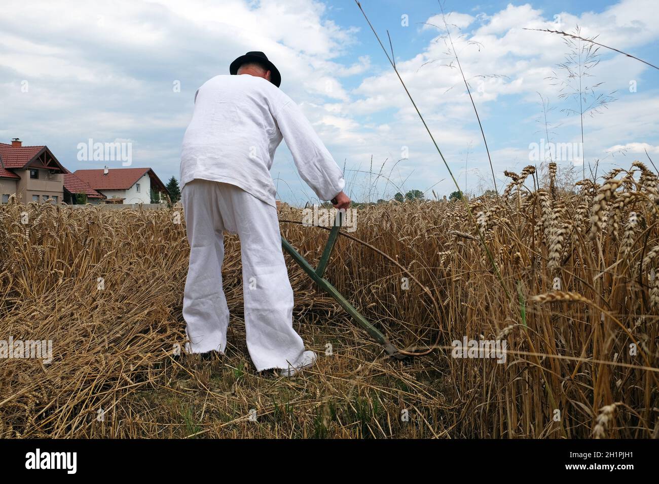 Farmer harvesting wheat with scythe in wheat fields in Trnovec, Croatia ...