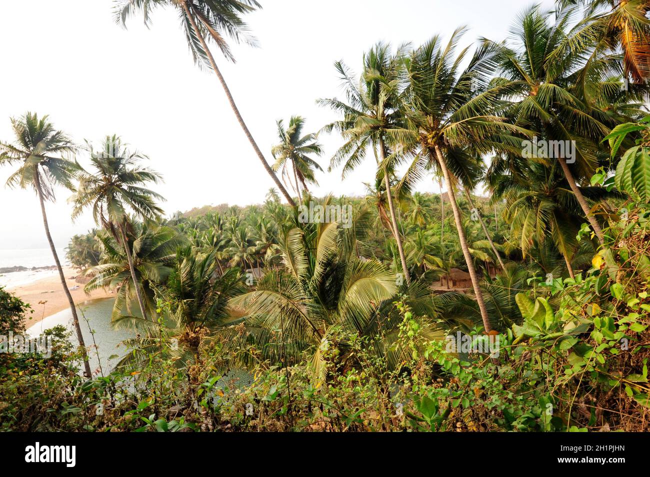 Palm tree population hi-res stock photography and images - Alamy