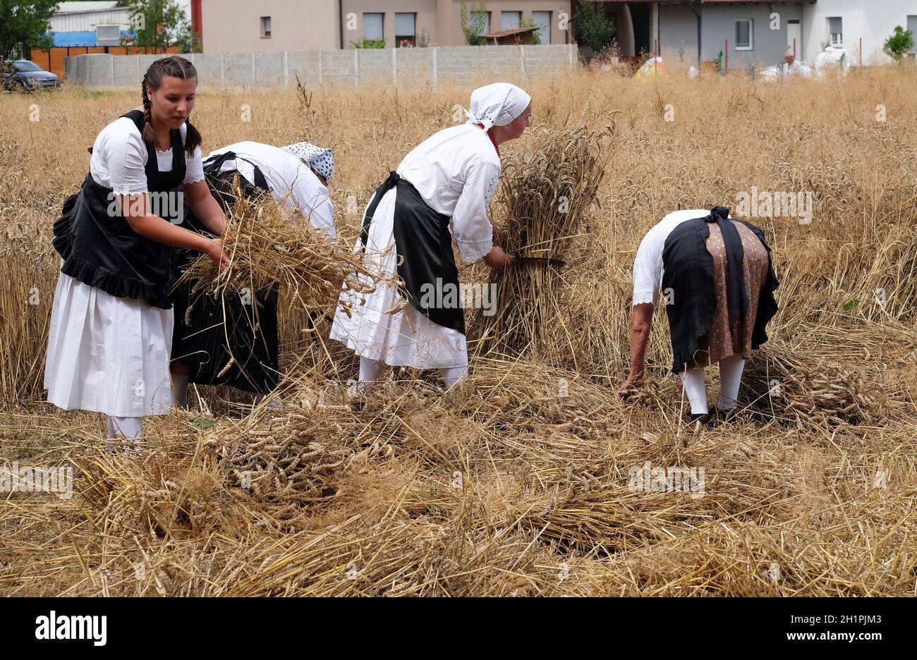 Peasant women harvesting wheat with scythe in wheat fields in Trnovec ...