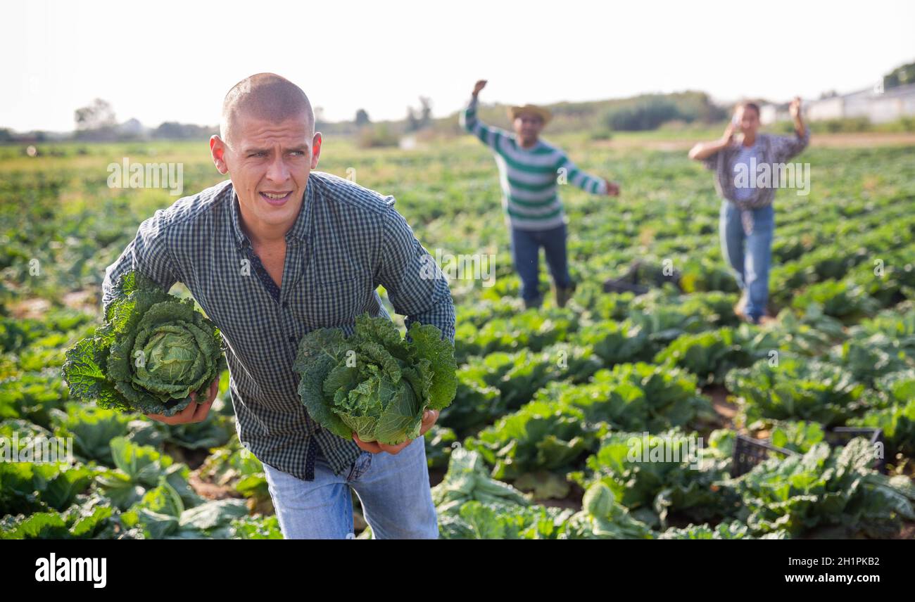 Man stealing cabbage on vegetables farm field Stock Photo - Alamy