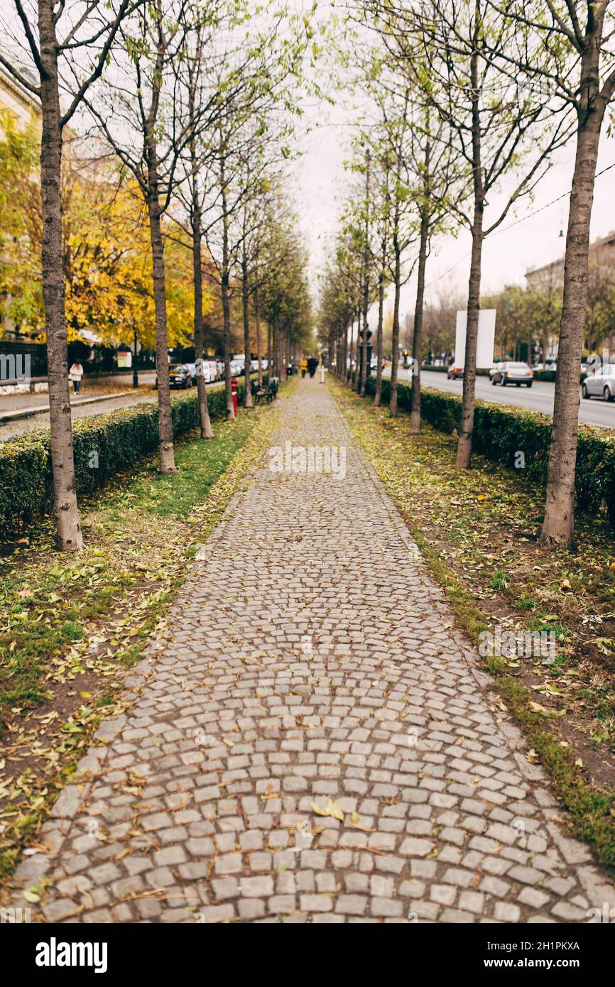 Autumn alley with granite paving stones and trees. High quality photo ...