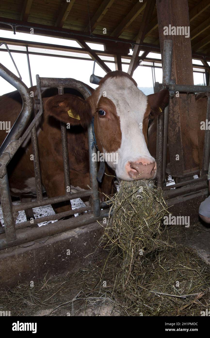 Farmer Feeding Cows High Resolution Stock Photography and Images - Alamy