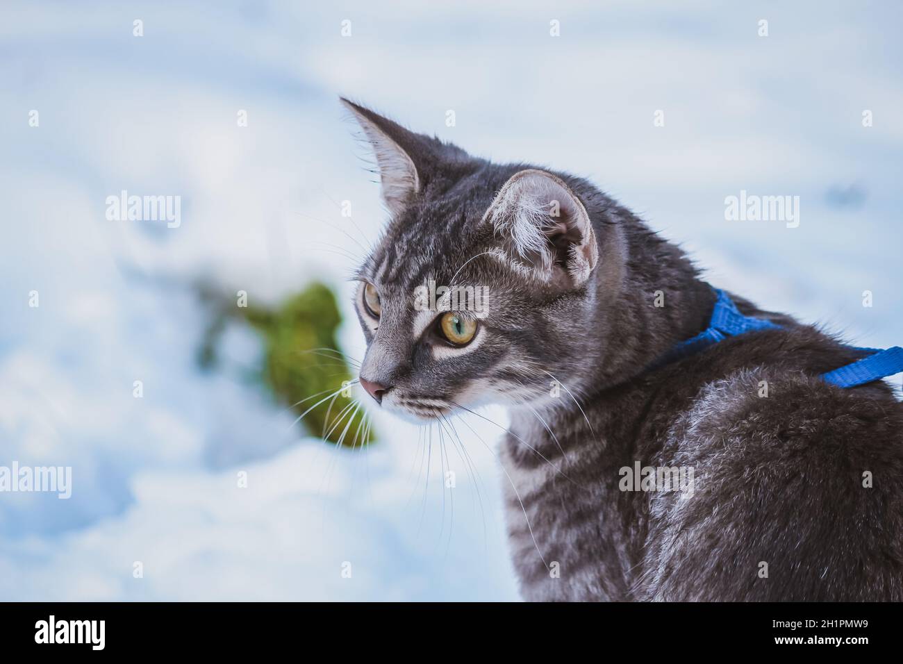 Fluffy adorable cat staying outside during winter Stock Photo - Alamy
