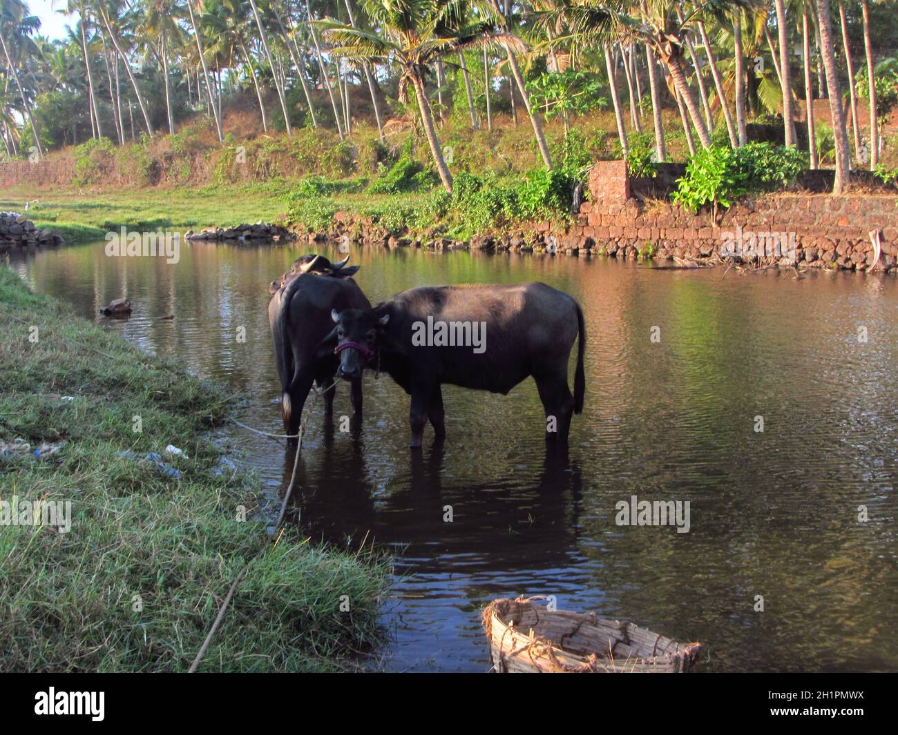 water buffalo grazing and drinking at a river in asia Stock Photo - Alamy