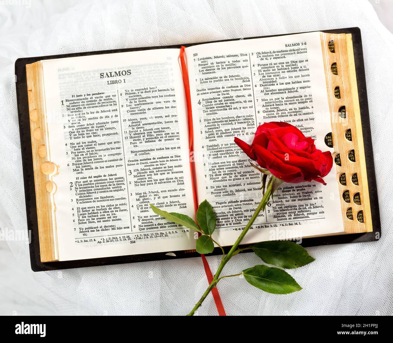 A open Bible with a red rose puts on top on a white bottom Stock Photo ...