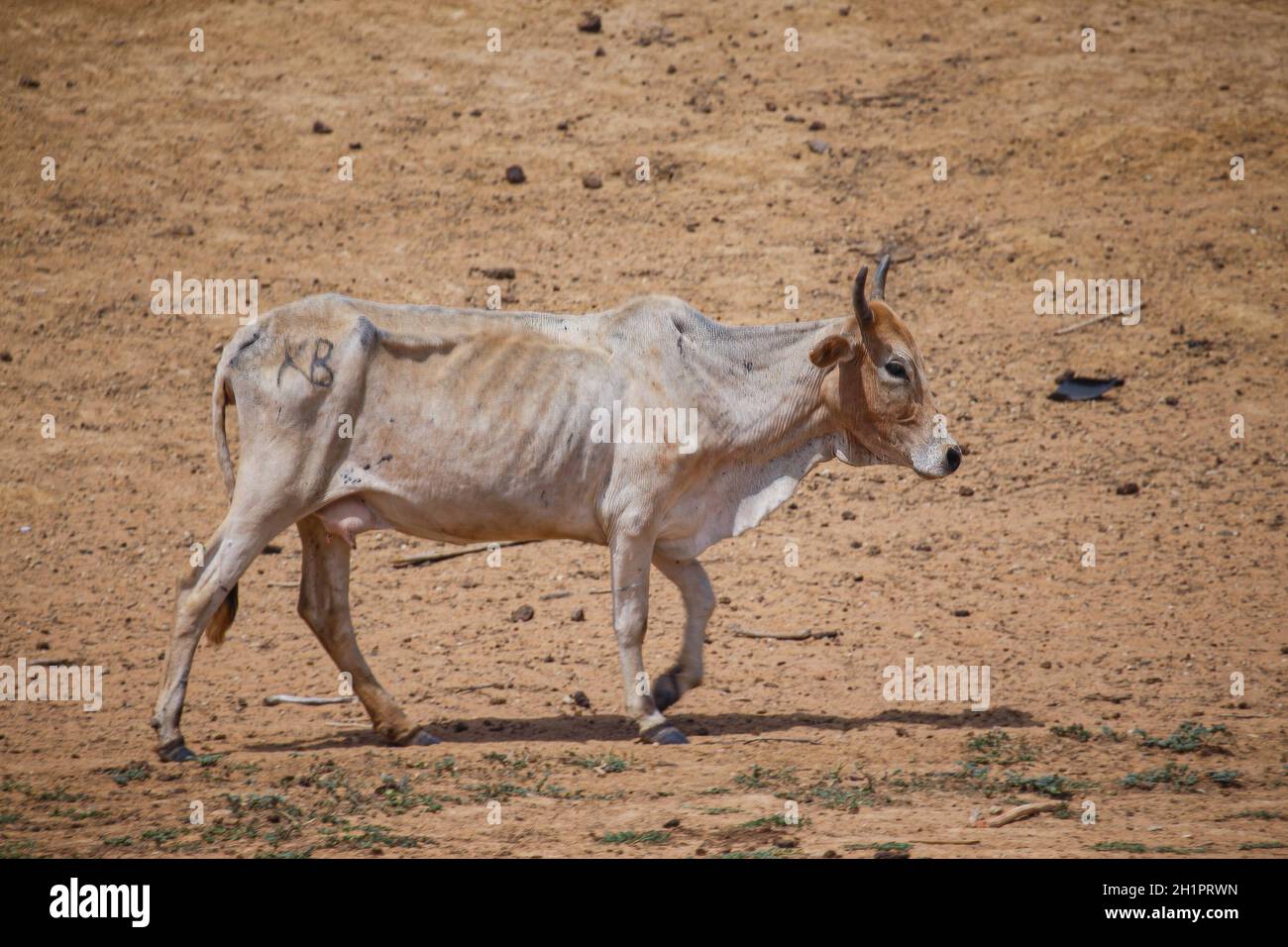 Gaunt cow hi-res stock photography and images - Alamy