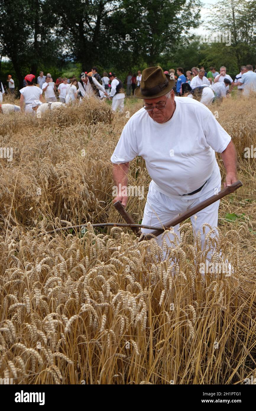 Farmer harvesting wheat with scythe in wheat fields in Trnovec, Croatia ...