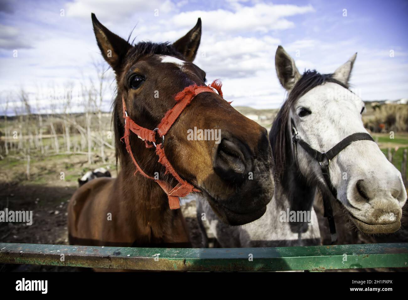 White horse in stable, wild mammal animals Stock Photo - Alamy