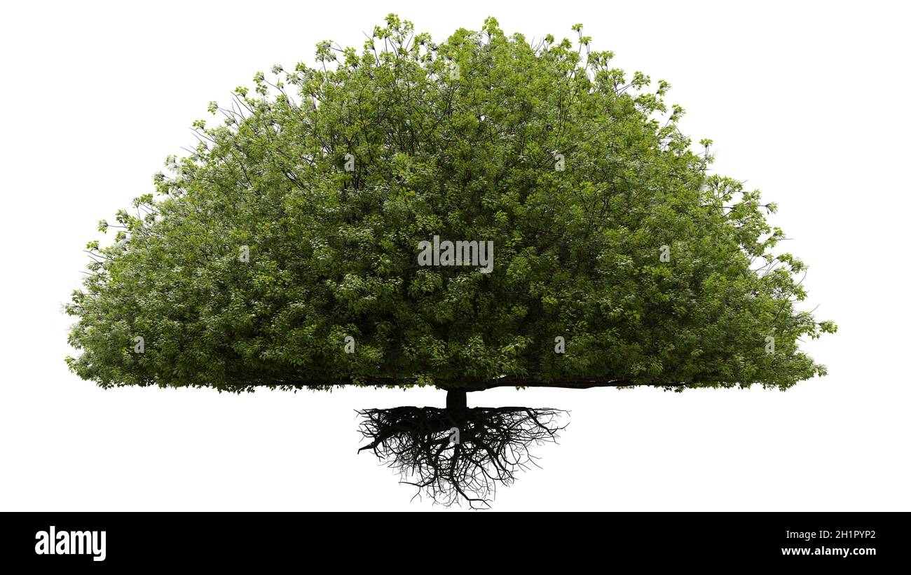 tree with roots, isolated on white background Stock Photo - Alamy