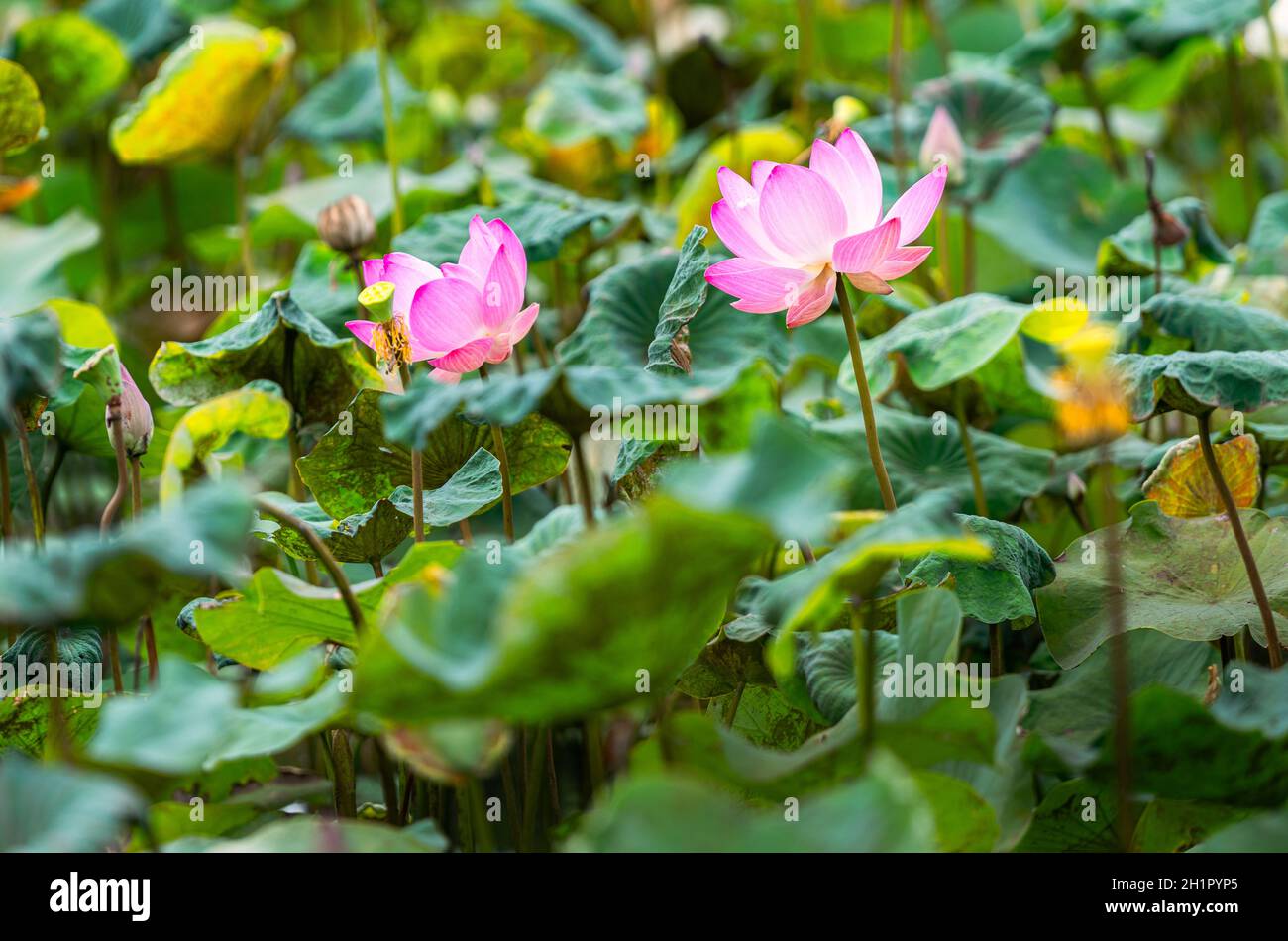Beautiful two blooming pink lotus flower in lotus pond, bright colour ...