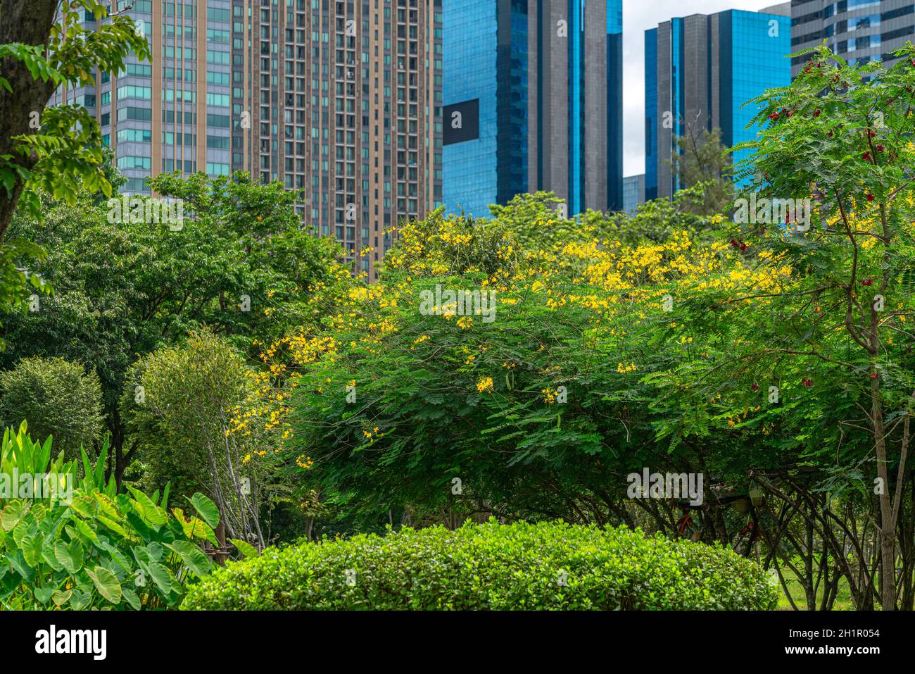 Beautiful many kinds of plants and trees in the park with background ...