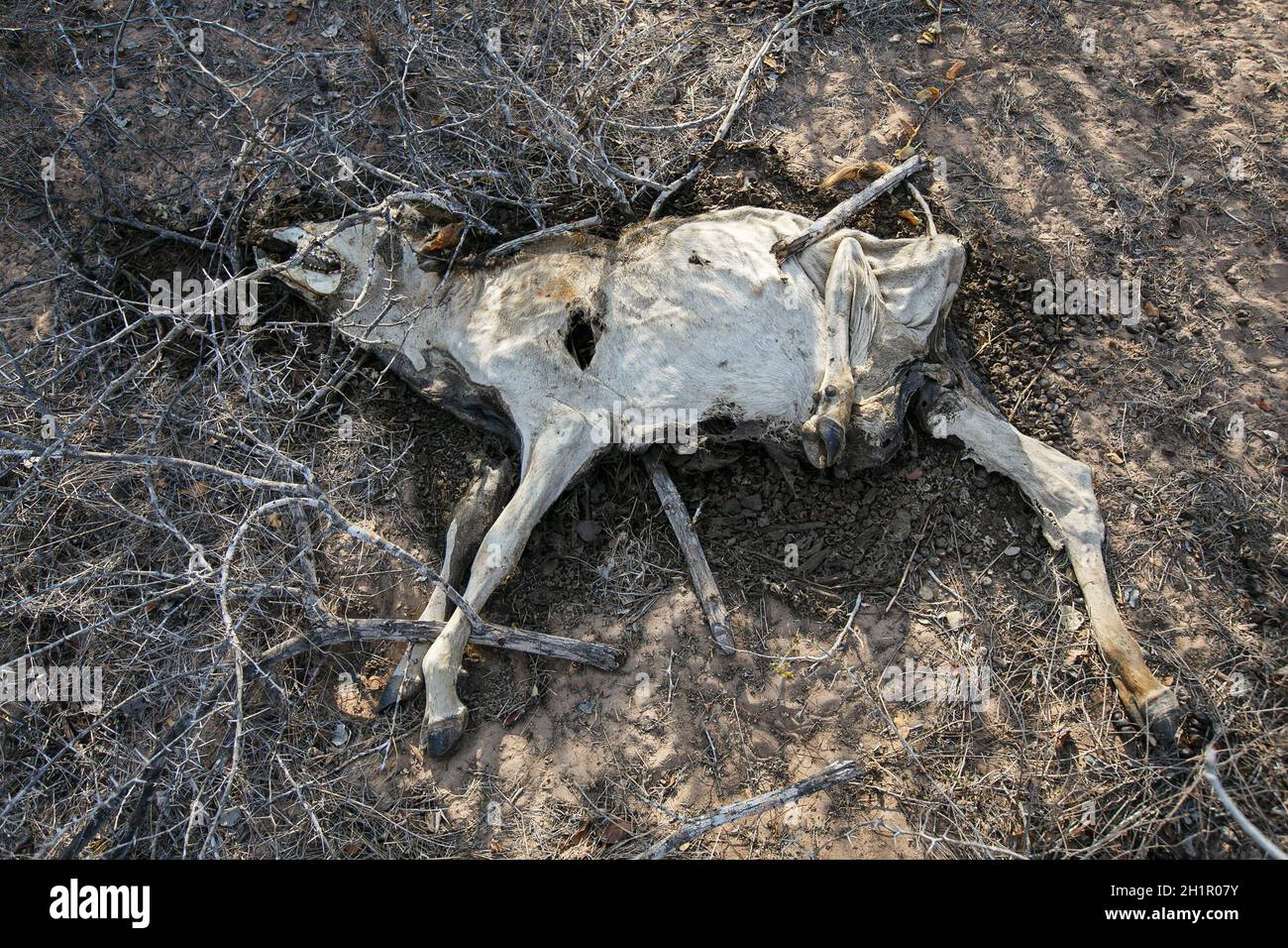 (EDITORS NOTE: Image depicts death) A calf lies dead due to hunger and ...