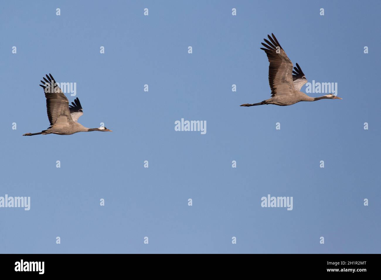 Pair of Common Cranes (Eurasian Cranes) in flight with clear blue sky ...
