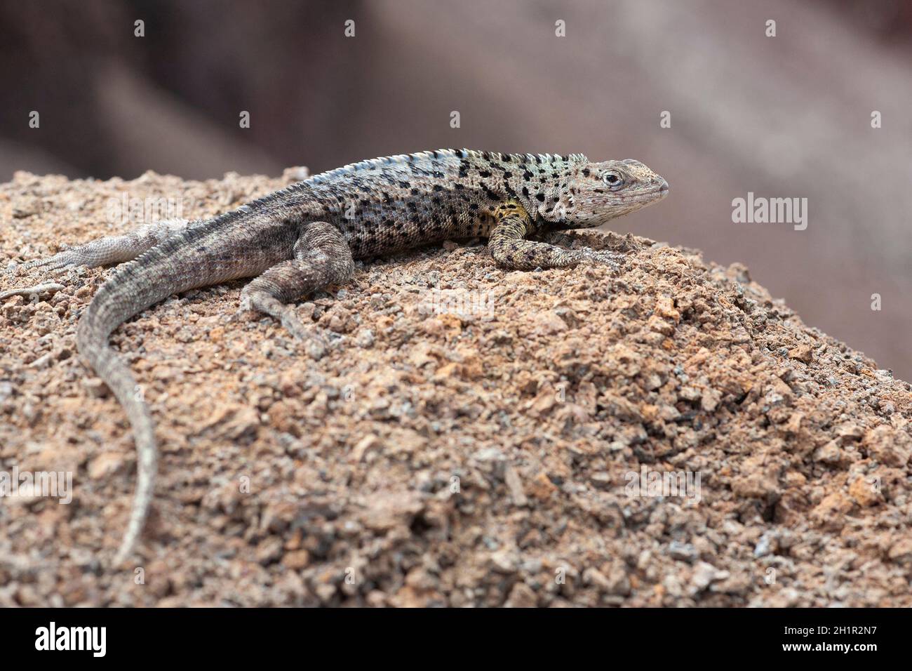 Floreana lava lizard male, a species endemic to the island, basking on ...