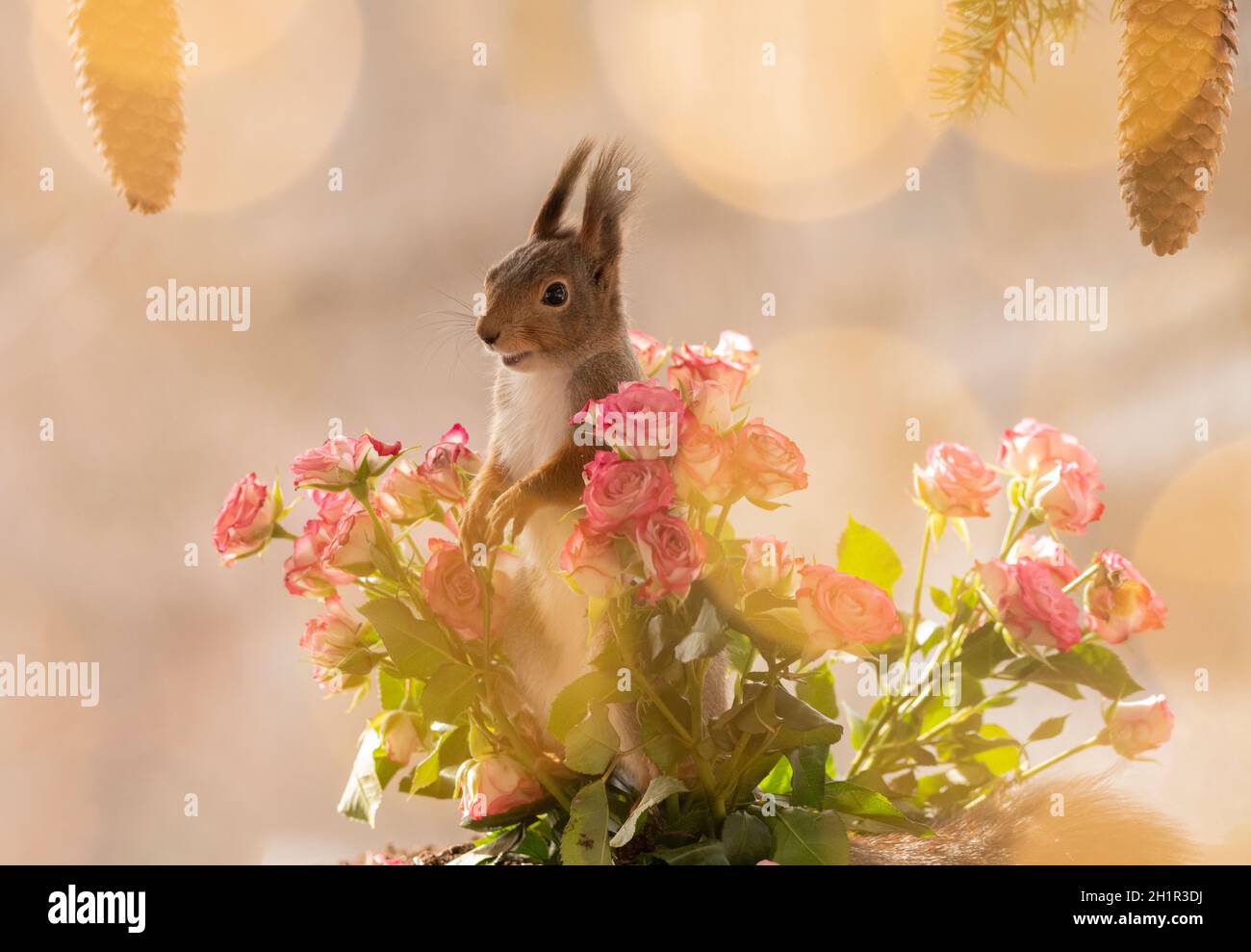 Red Squirrel standing between roses Stock Photo - Alamy