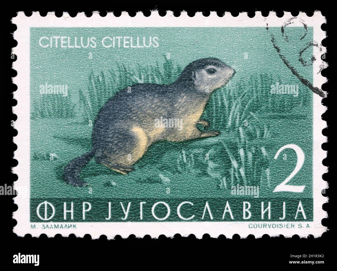 Stamp printed in Yugoslavia shows the European ground squirrel with the ...