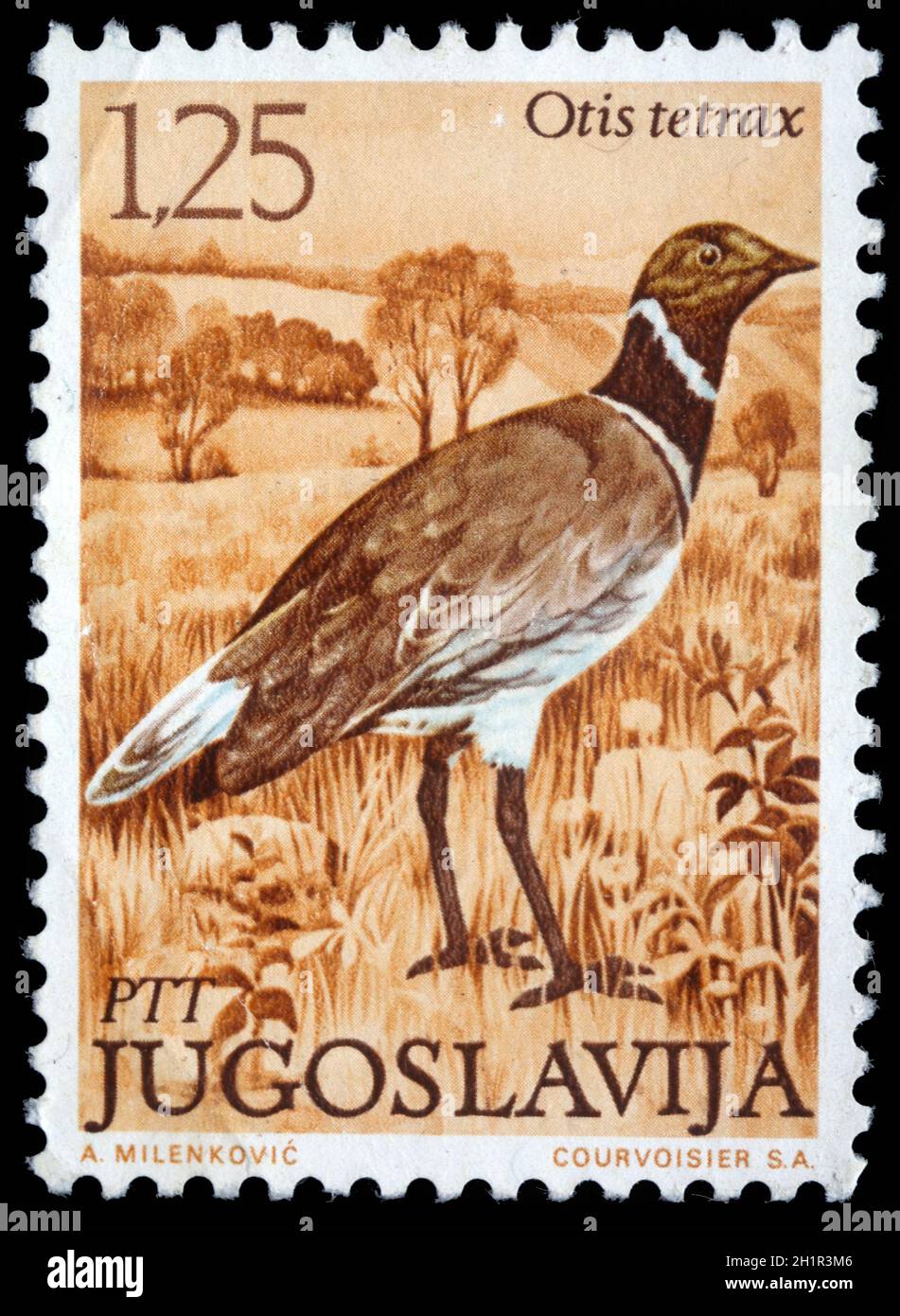 Stamp printed in Yugoslavia shows the Little Bustard with the ...