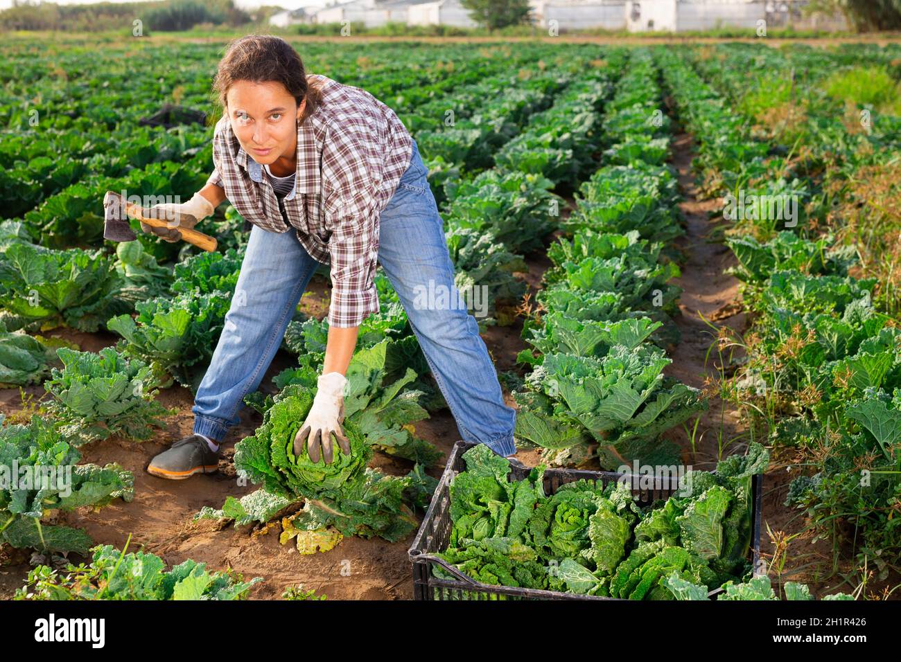 Farm workwoman gathering crop of savoy cabbage on plantation Stock ...