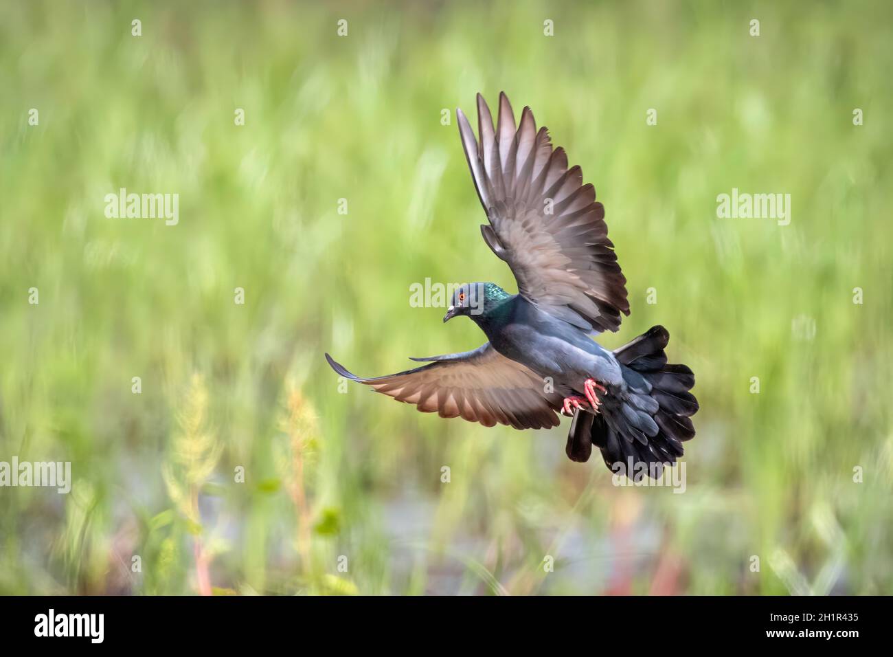 Image of pigeon flying on nature background. Bird, Animals Stock Photo ...