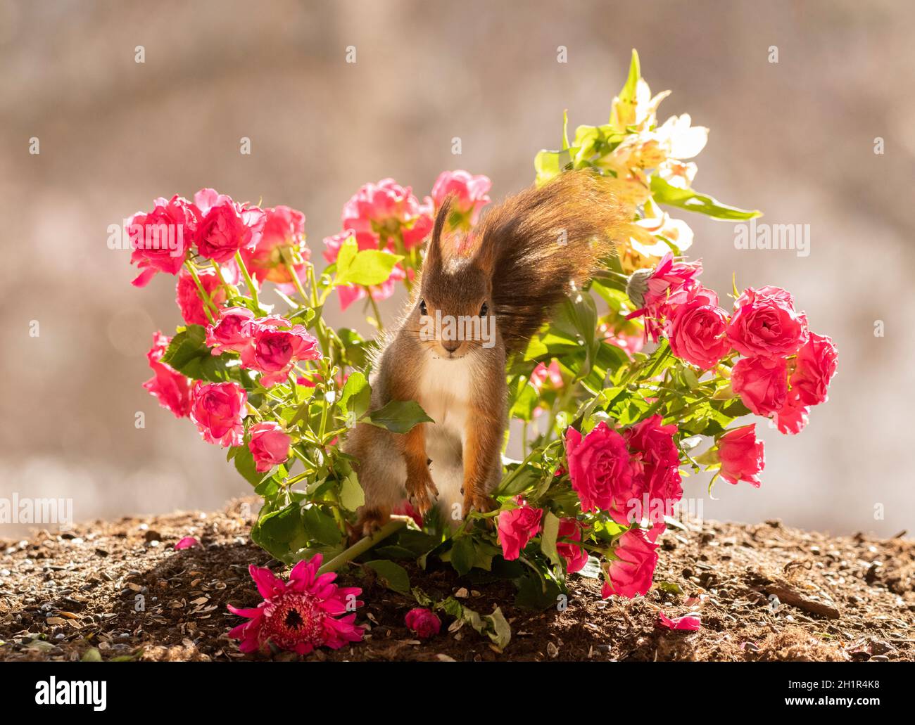 Red Squirrel standing between roses and daisy Stock Photo - Alamy