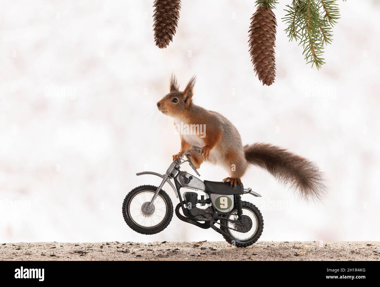 Animal riding a bike hi-res stock photography and images - Alamy