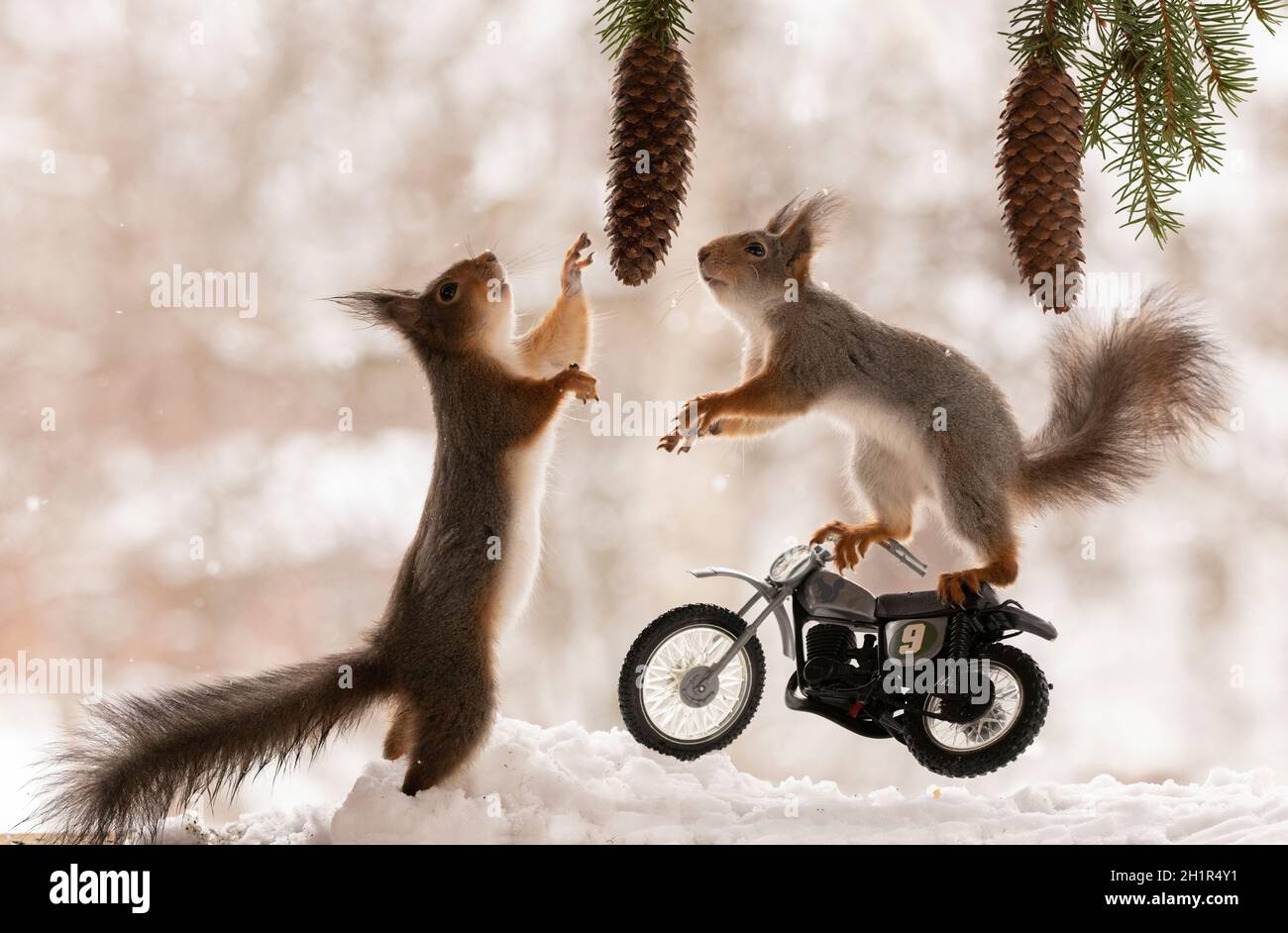 Animal riding a bike hi-res stock photography and images - Alamy