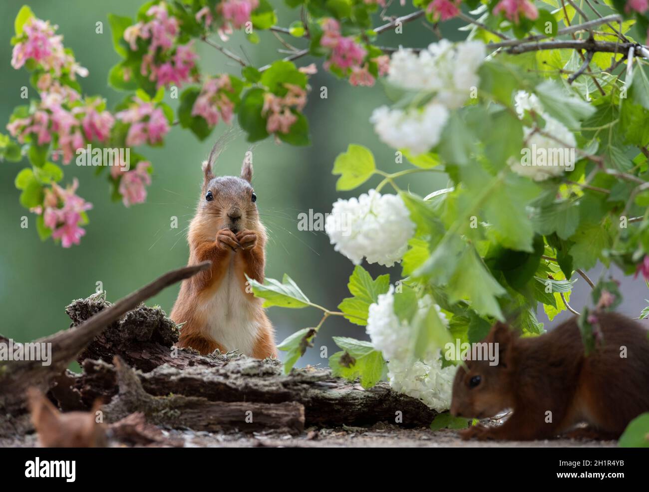 Red squirrel with snowball and honeysuckle bush hi-res stock ...