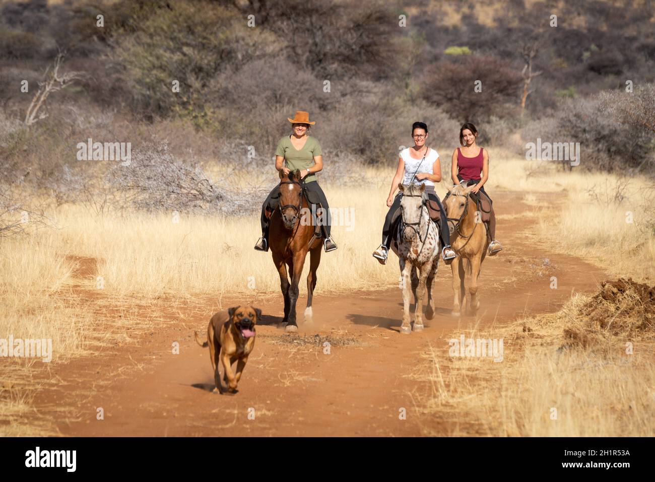 Ride along dog hi-res stock photography and images - Alamy