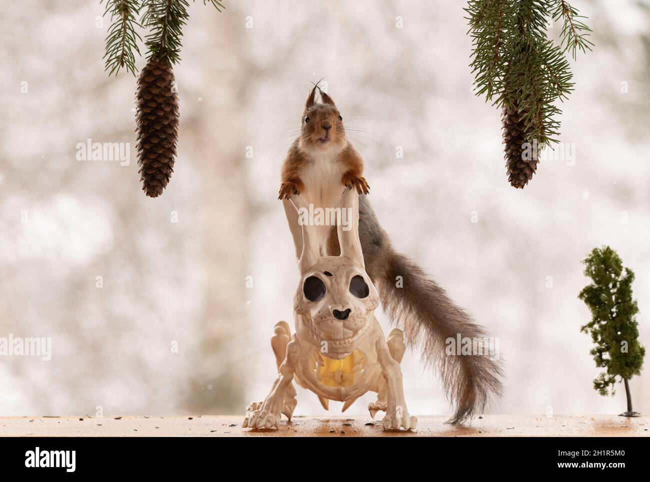 Red squirrel skeleton hi-res stock photography and images - Alamy