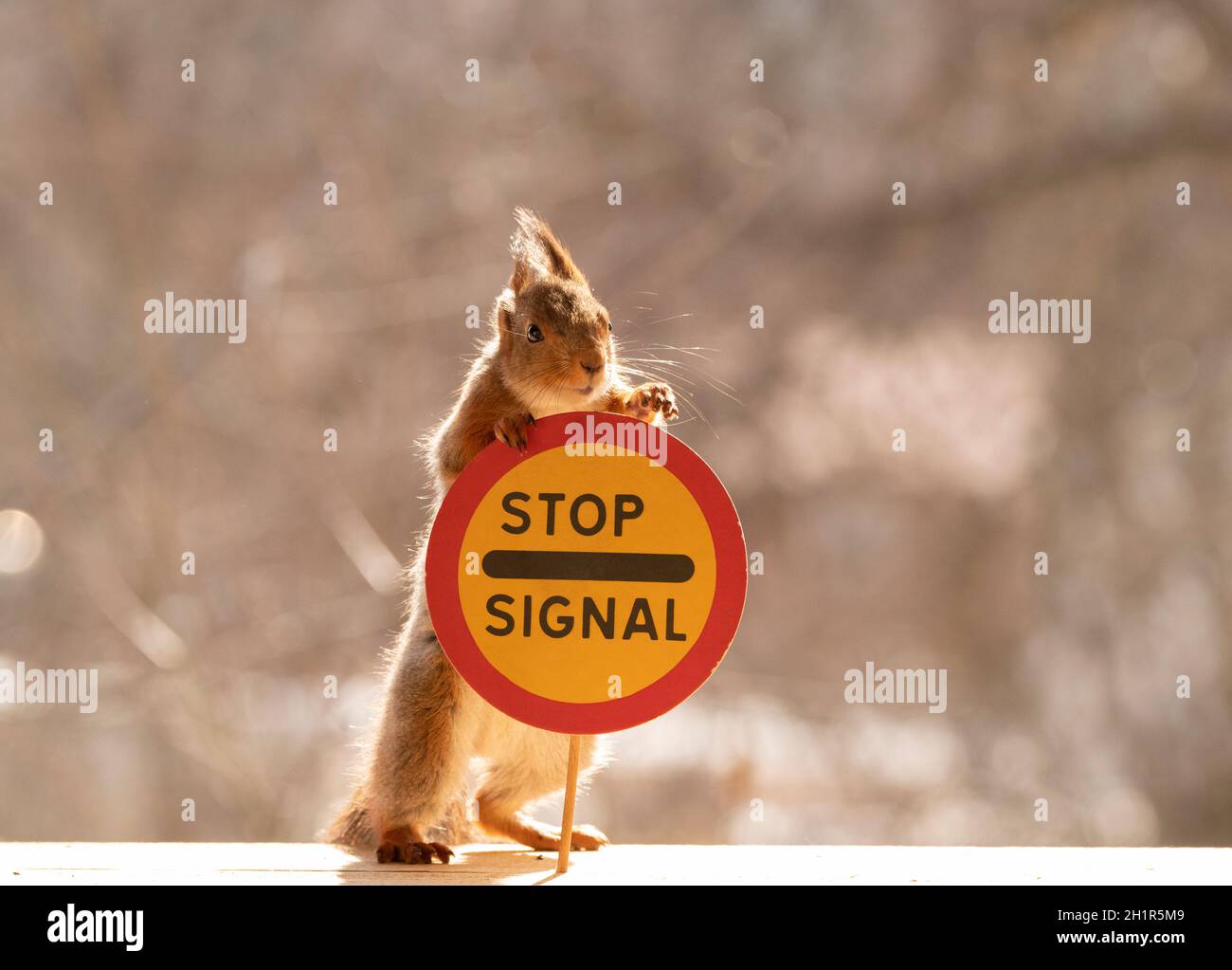 A squirrel with a purpose hi-res stock photography and images - Alamy