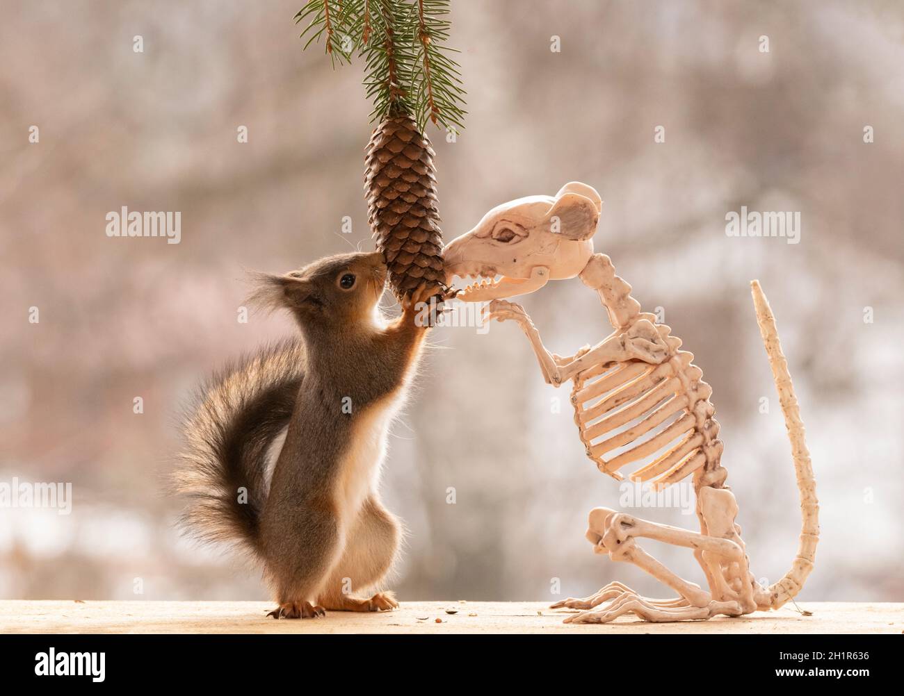 Red Squirrel Skeleton