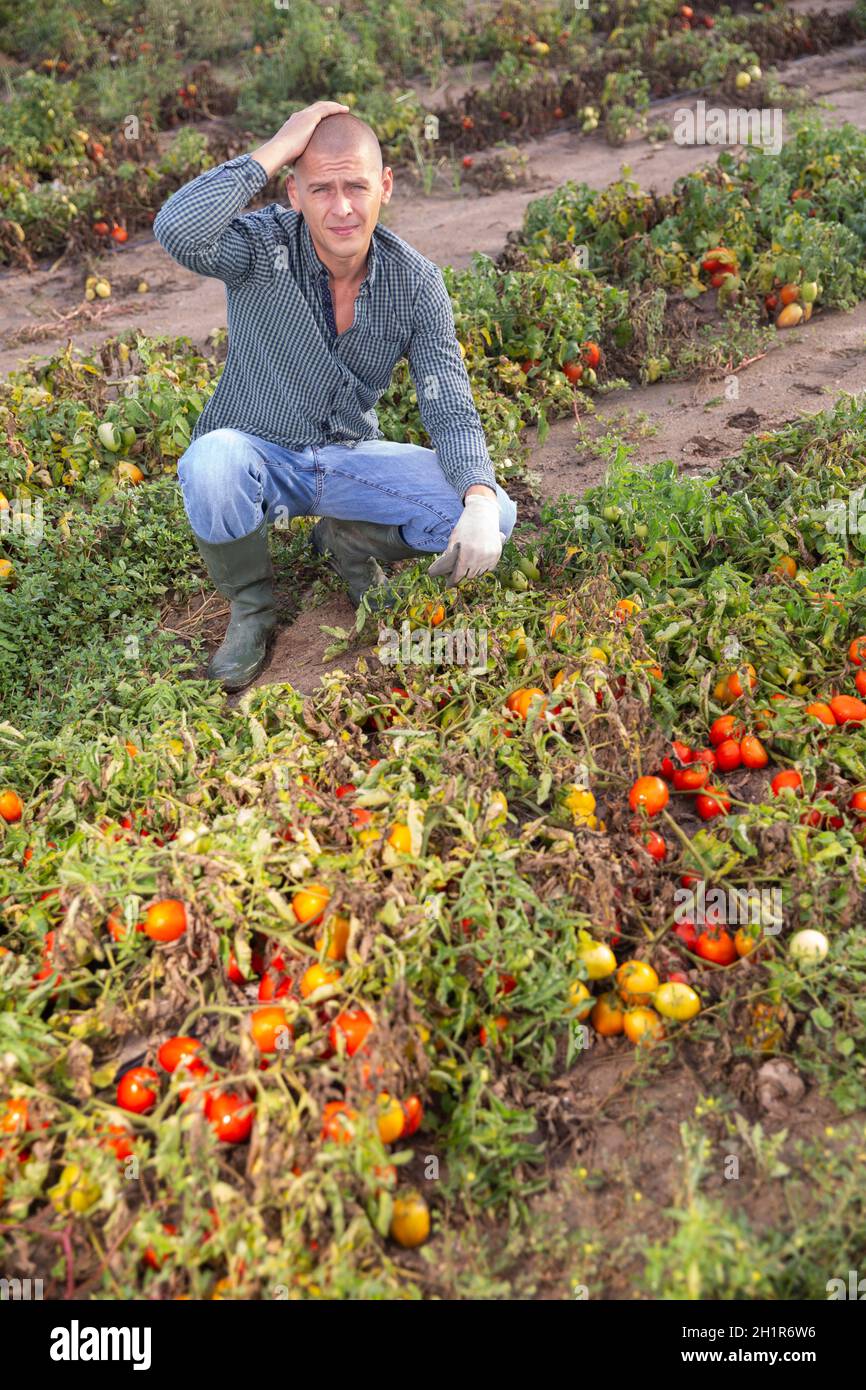 Farmer examining damaged tomato plants on farm field Stock Photo - Alamy