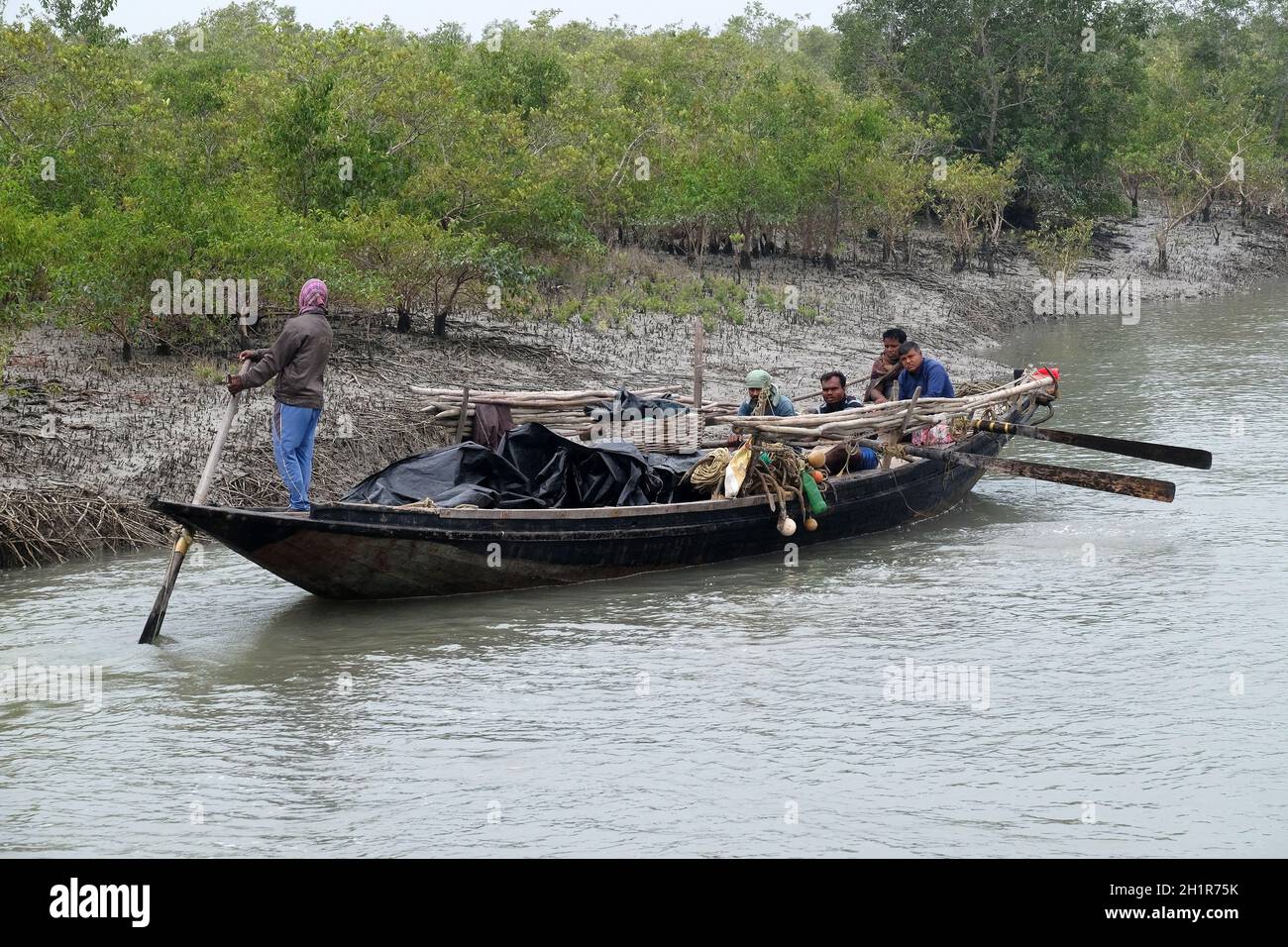 Rowing boat in the swampy areas of the Sundarbans, UNESCO World ...