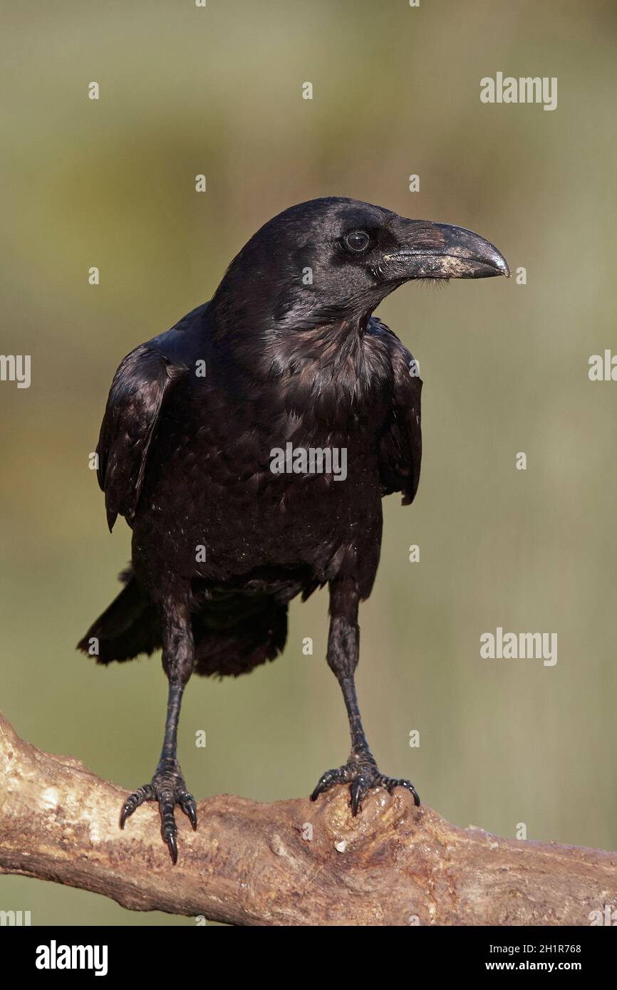 Raven resting hi-res stock photography and images - Alamy