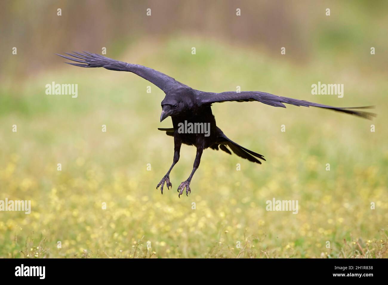 Common raven in flight with vegetation in the background Stock Photo ...
