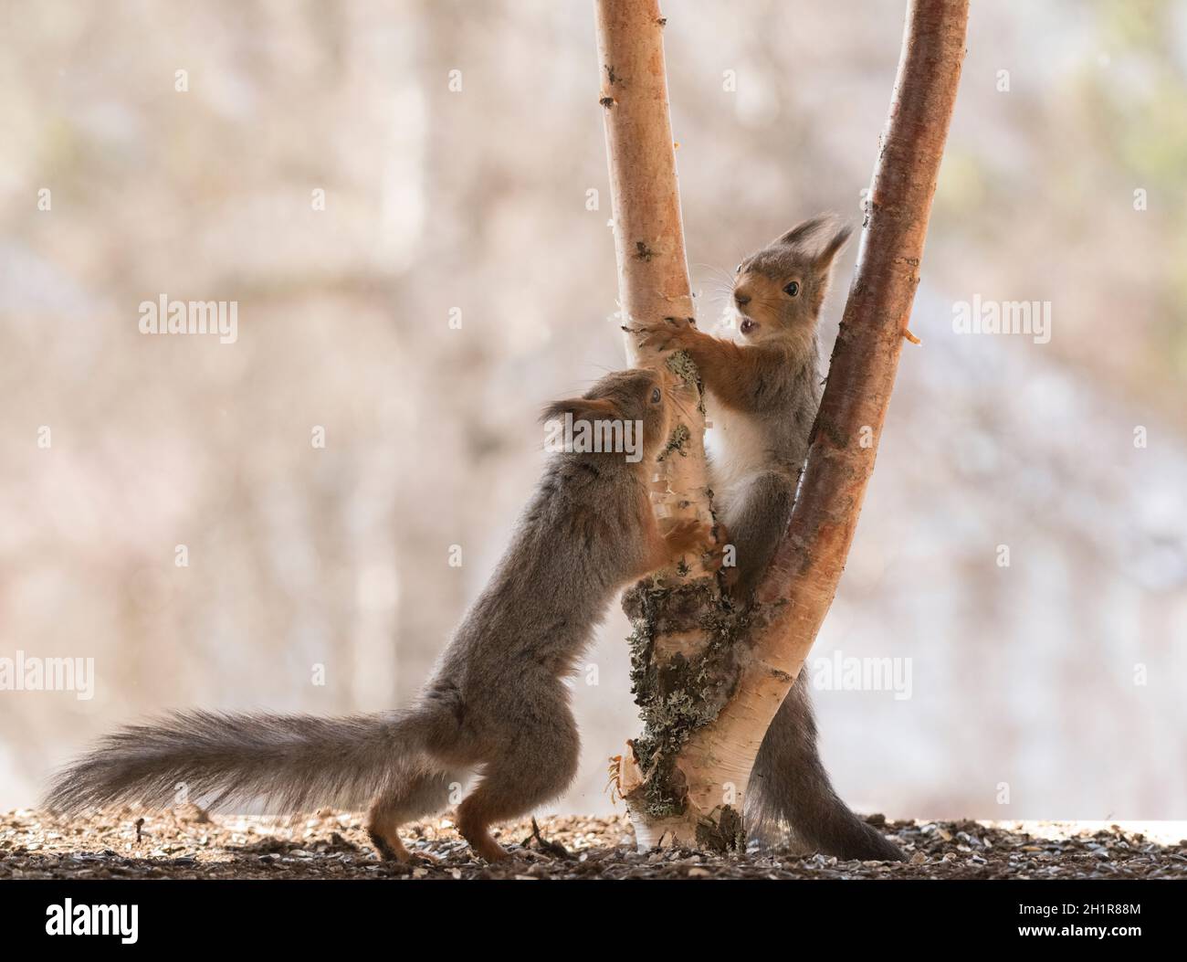 Two squirrels climbing hi-res stock photography and images - Alamy