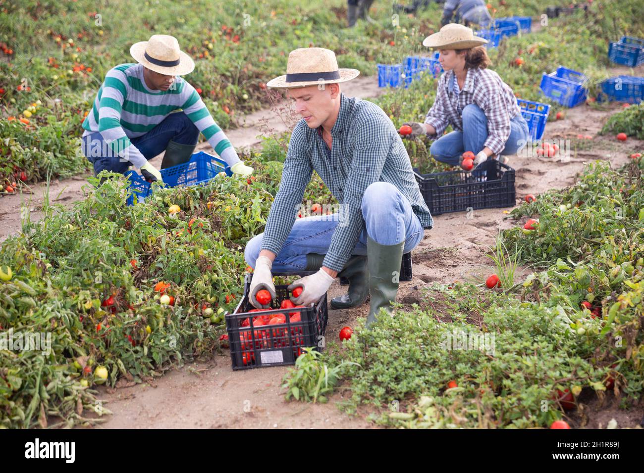 Farm workers harvesting tomatoes hi-res stock photography and images ...
