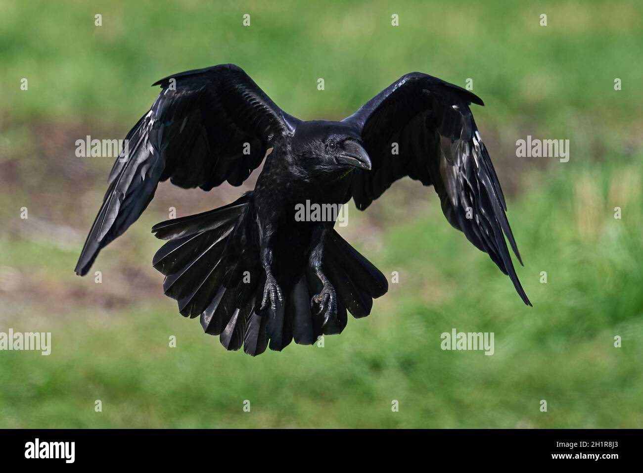 Common raven (Corvus corax) in its natural enviroment Stock Photo - Alamy