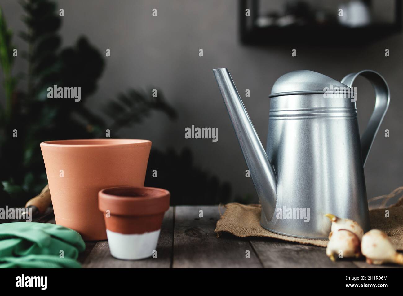 Ceramic pots on an old gray wooden table, tulip bulbs, watering can, green gloves and garden ...