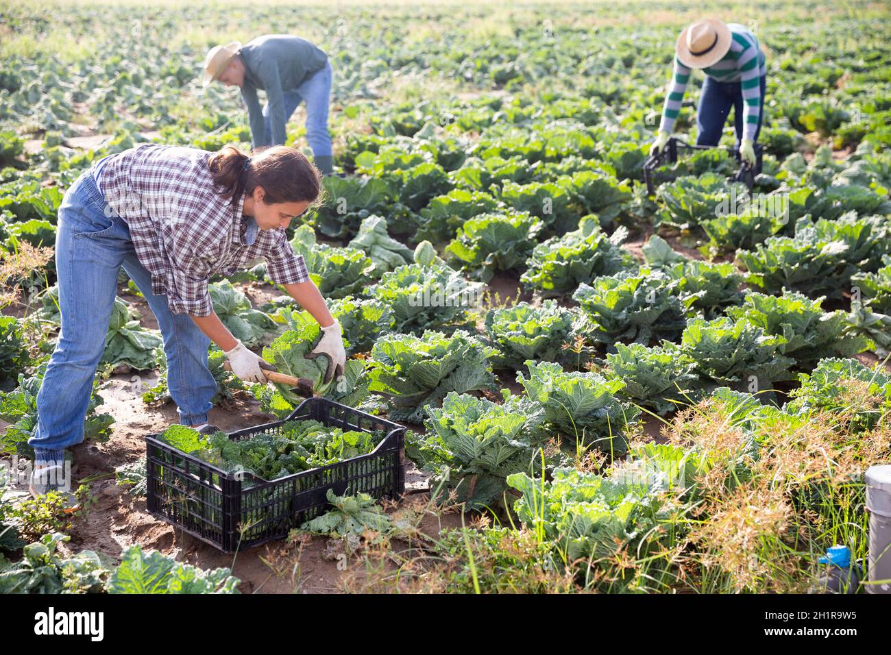 Positive woman harvesting fresh cabbage on field Stock Photo - Alamy