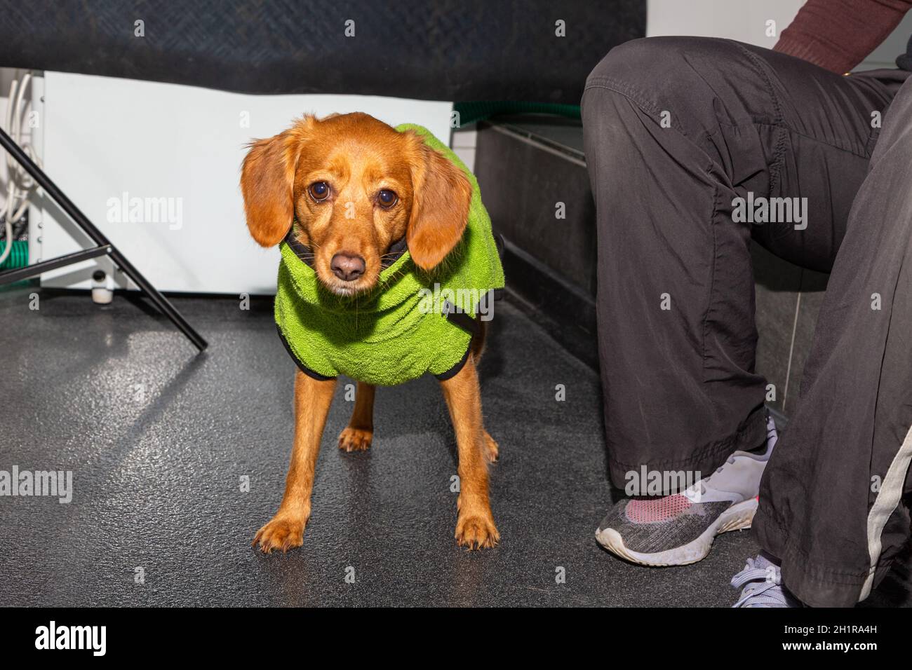 cute little brown dog gets dried up after treatment in underwater ...