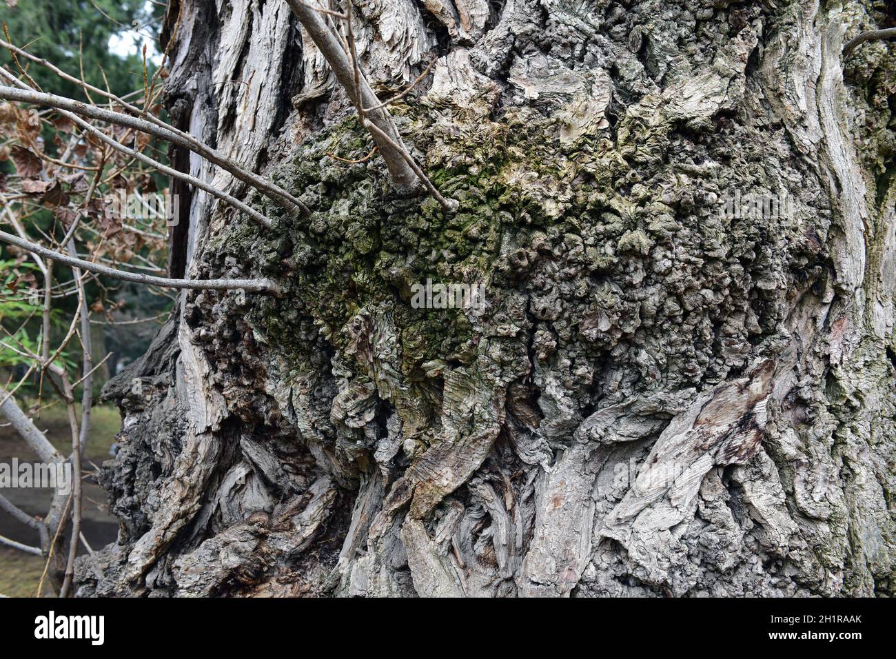 Pappel frühling hi-res stock photography and images - Alamy