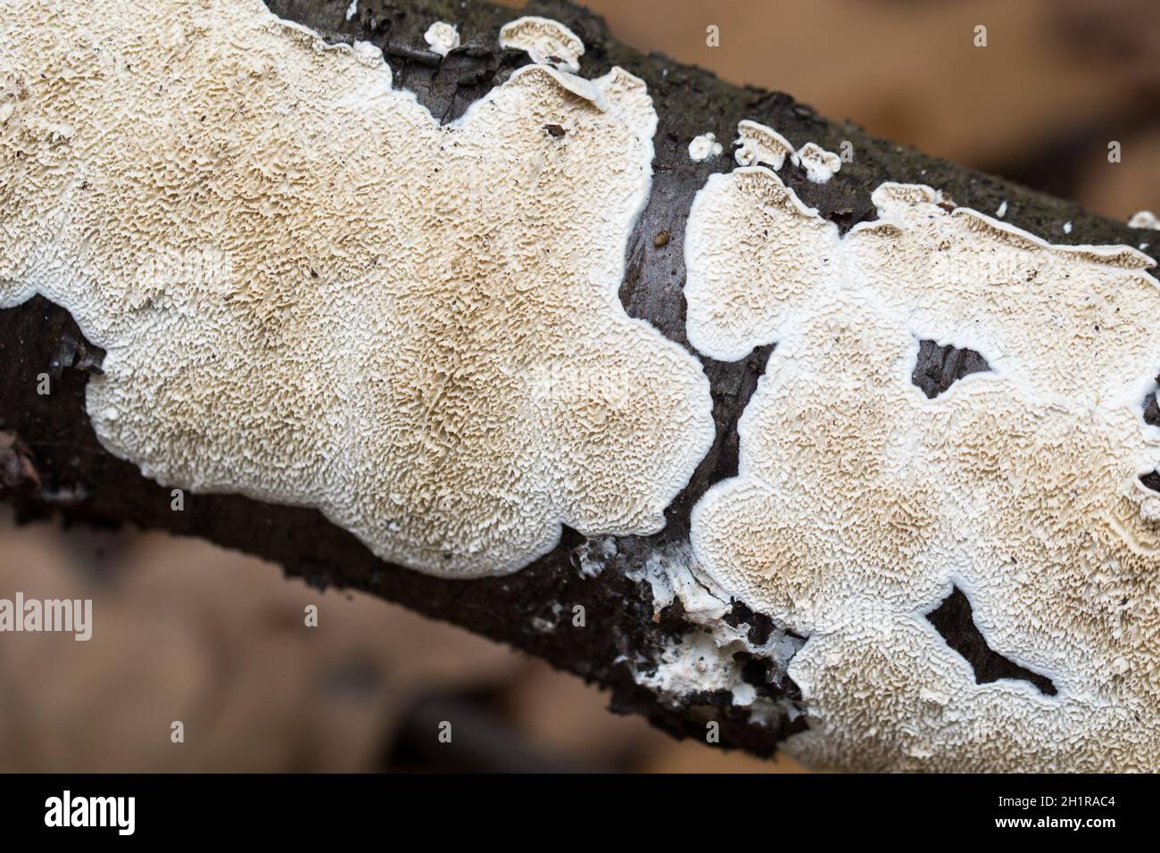 White fungus hi-res stock photography and images - Alamy