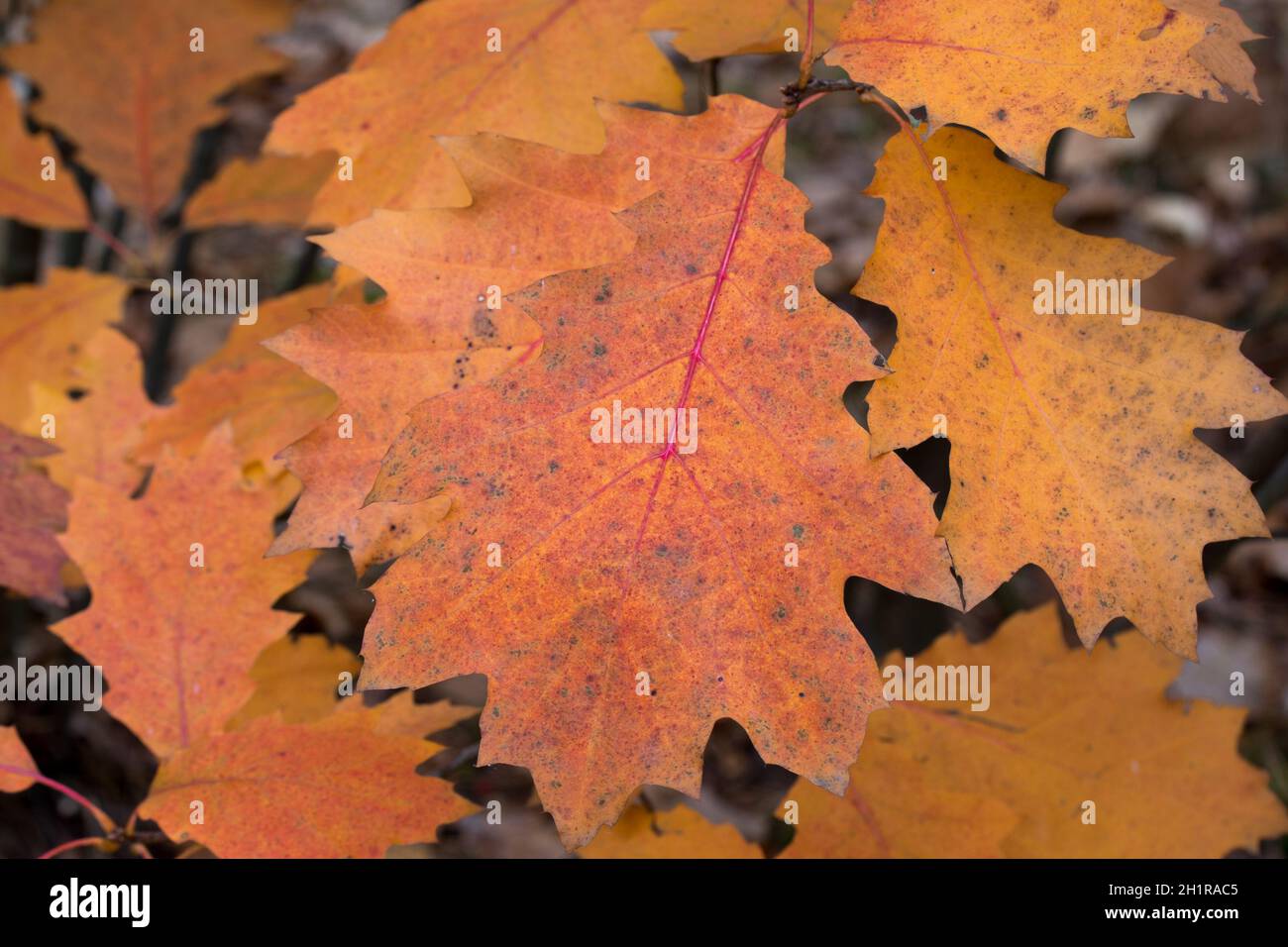 quercus rubra, red oak orange leaves closeup selective focus Stock ...