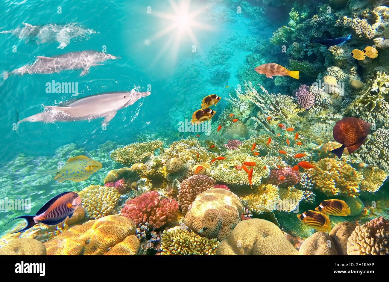 Ocean Underwater Dolphins And Fish