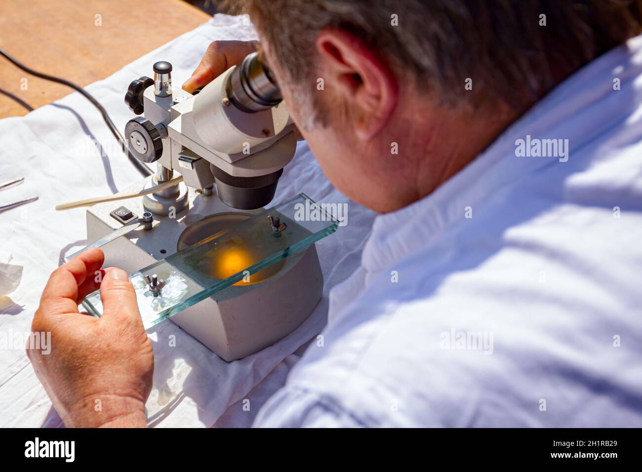 A veterinarian is examining sample of meat, pork lung tissue, on ...