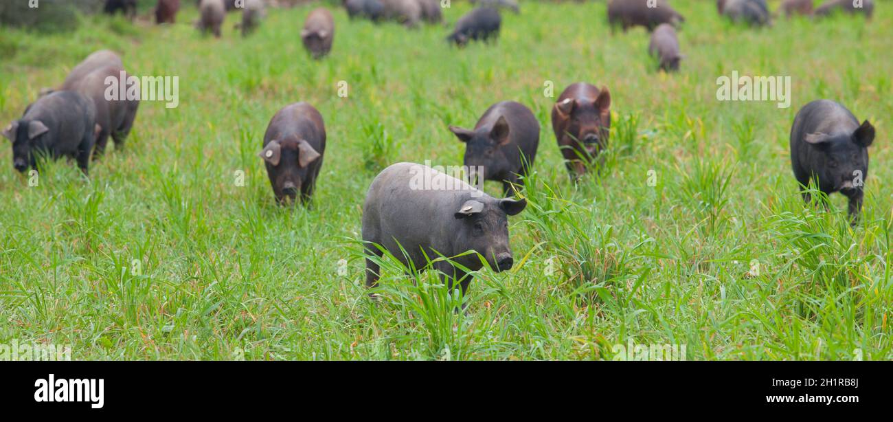 Pigs running free hi-res stock photography and images - Alamy