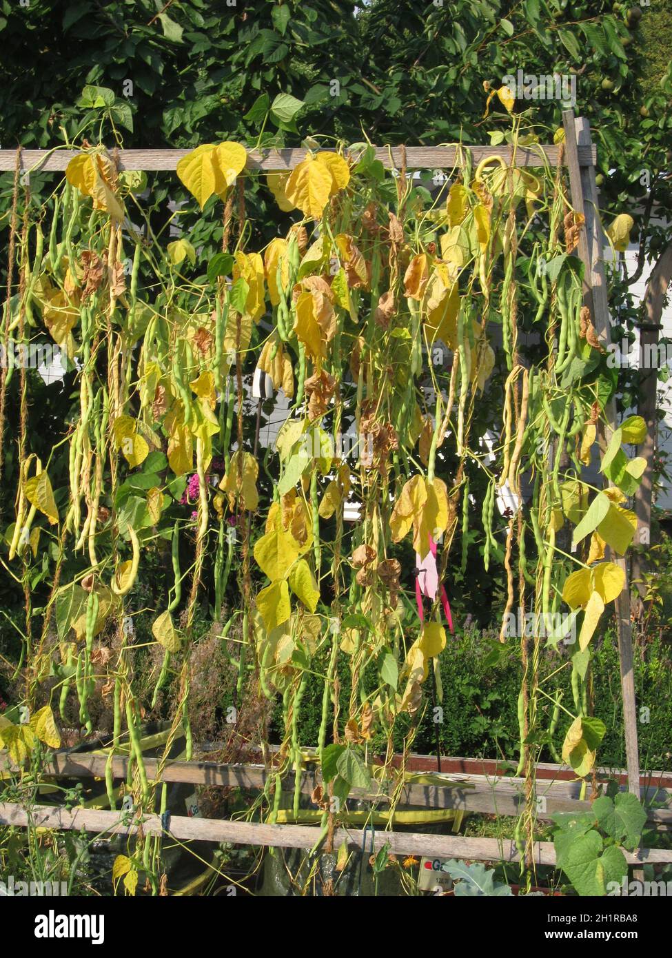 Climbing beans in a garden Stock Photo - Alamy