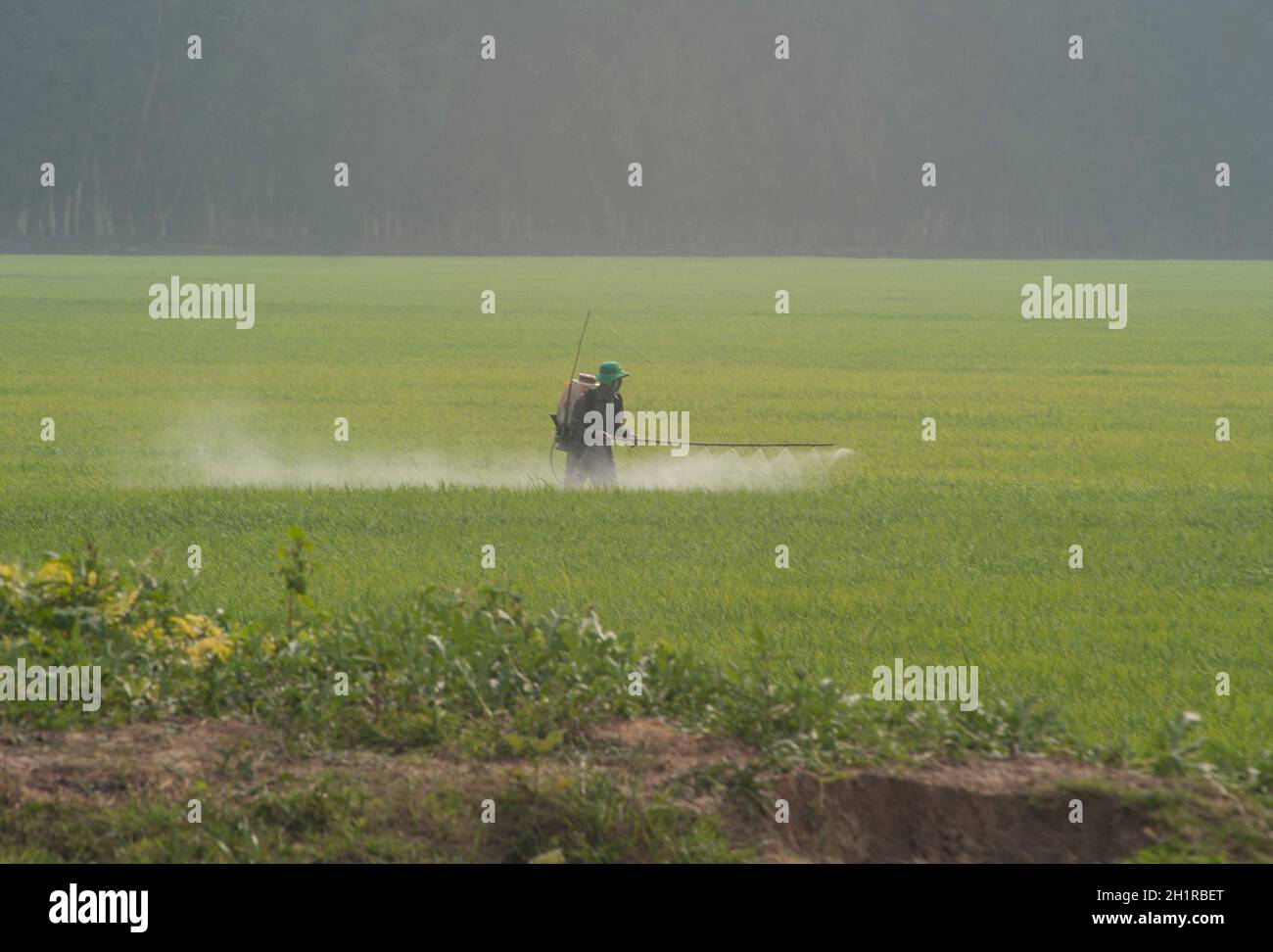 rice cultivation or rice farming, production of food in agriculture ...
