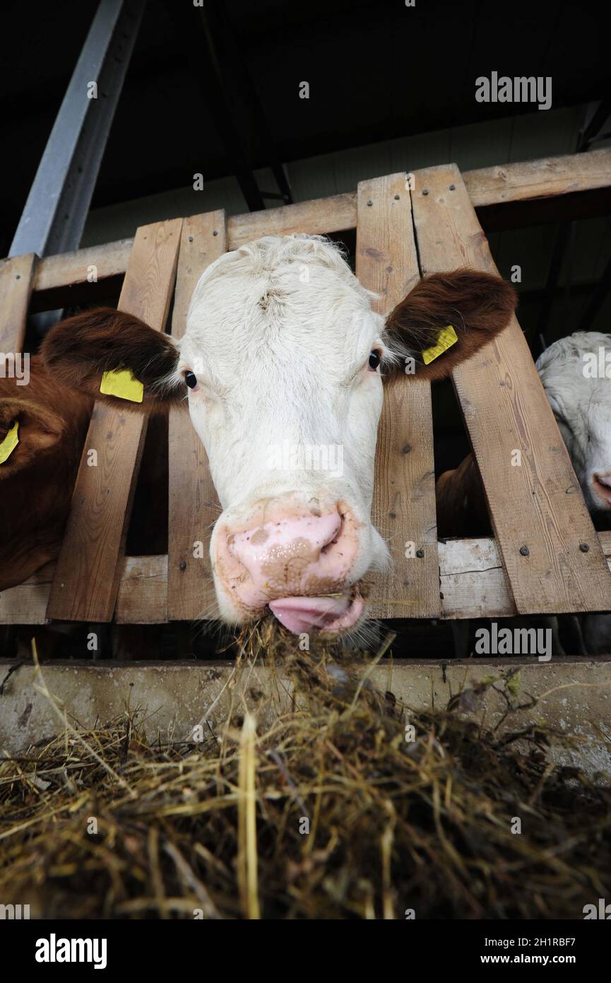 feeding the cattle in the cowshed, livestock farming in agriculture ...